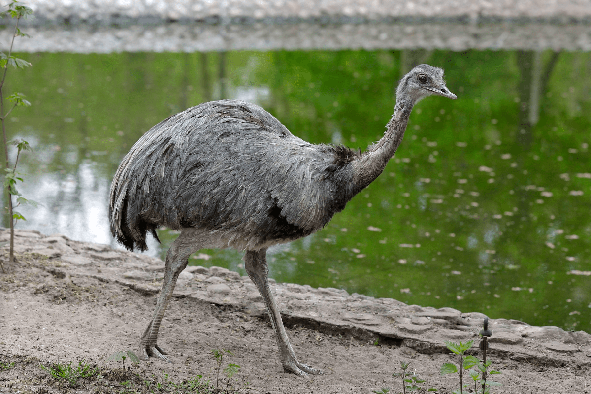 Top 11 Biggest Birds: Exploring the Largest Birds in the World (Both ...