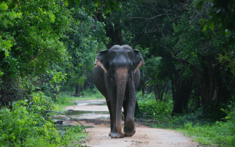 The 15 Most Endangered Species: From Blue Whales to Asian Elephants ...