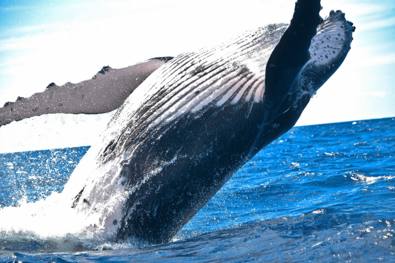 Understanding Animal Conservation Status: 7 Key Categories You Should ...