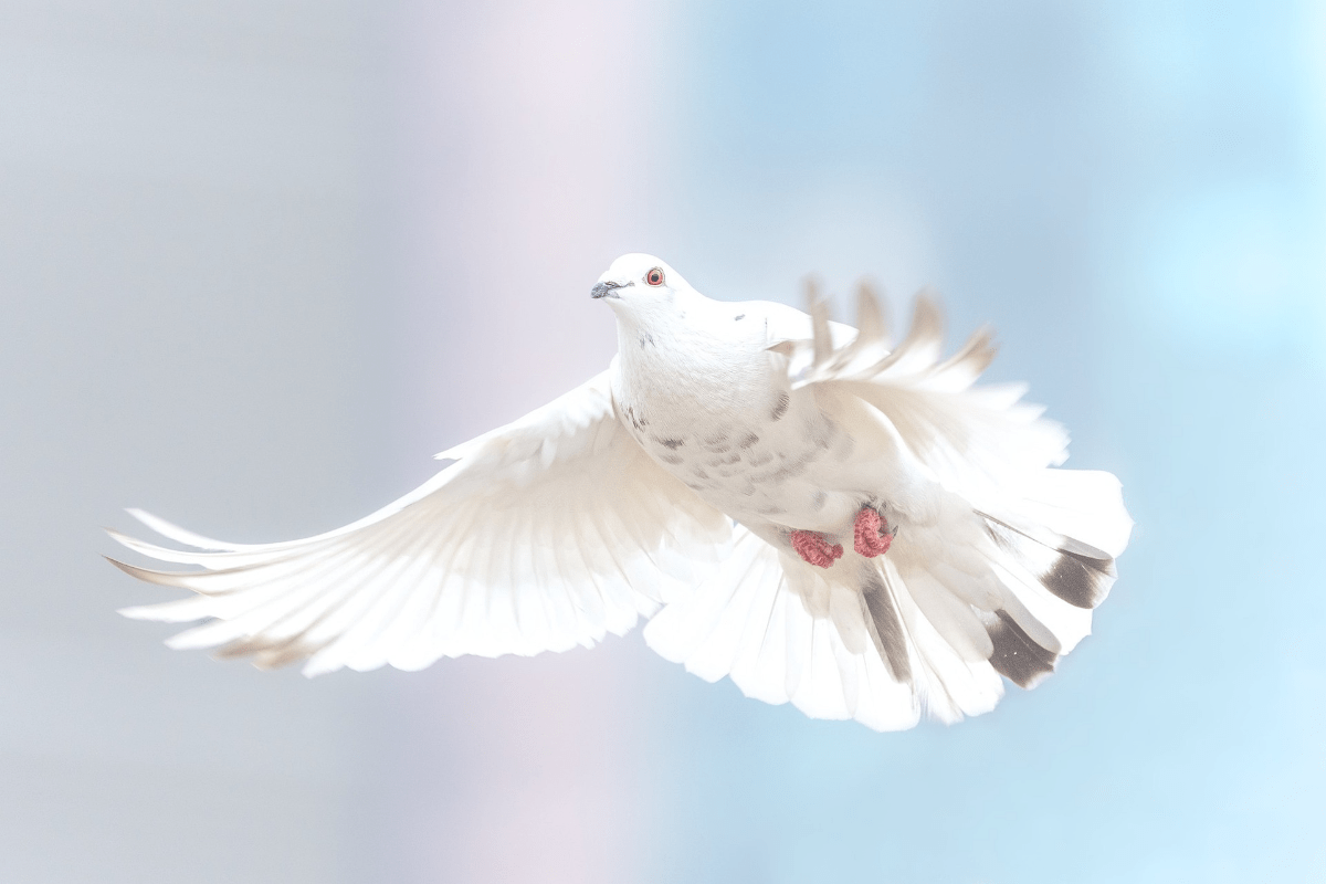 How Homing Pigeons Navigate Thousands of Miles: Unveiling Their Secrets ...