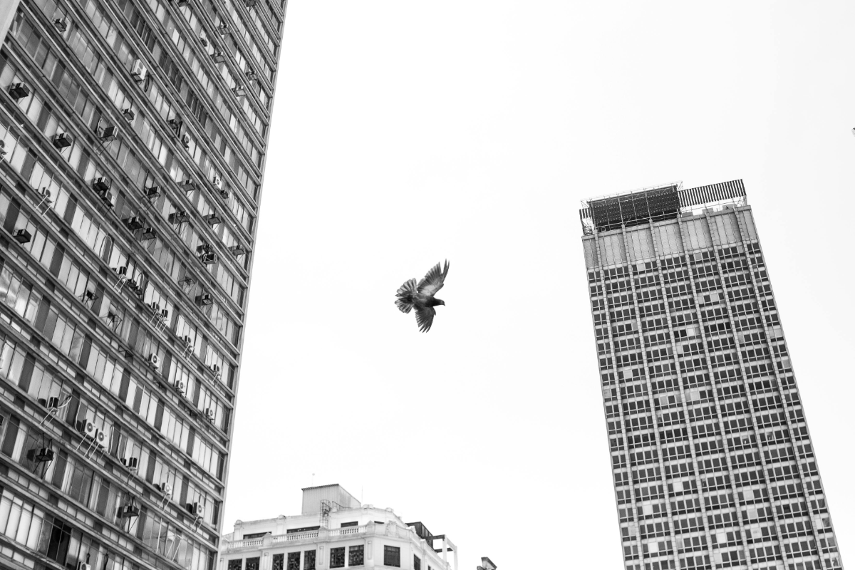 How Homing Pigeons Navigate Thousands of Miles: Unveiling Their Secrets ...
