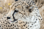 How Fast Can a Cheetah Run? The Secrets Behind Nature’s Fastest Runner ...