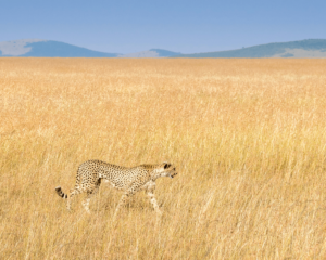 How Fast Can a Cheetah Run? The Secrets Behind Nature’s Fastest Runner ...