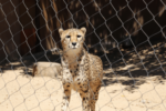 How Fast Can a Cheetah Run? The Secrets Behind Nature’s Fastest Runner ...
