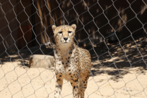 How Fast Can a Cheetah Run? The Secrets Behind Nature’s Fastest Runner ...