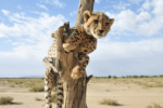 How Fast Can a Cheetah Run? The Secrets Behind Nature’s Fastest Runner ...