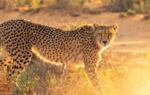 How Fast Can a Cheetah Run? The Secrets Behind Nature’s Fastest Runner ...