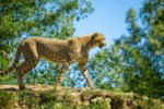 How Fast Can a Cheetah Run? The Secrets Behind Nature’s Fastest Runner ...