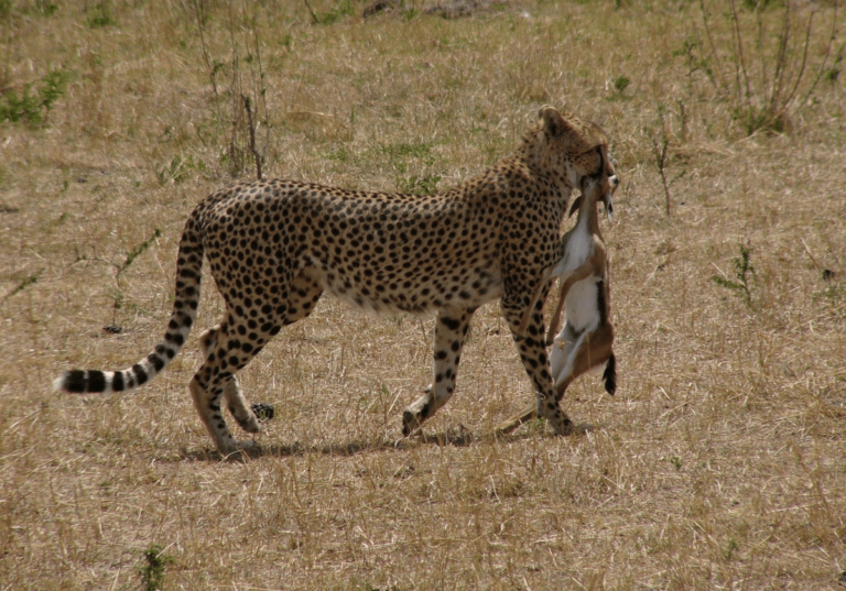 How Fast Can a Cheetah Run? The Secrets Behind Nature’s Fastest Runner ...