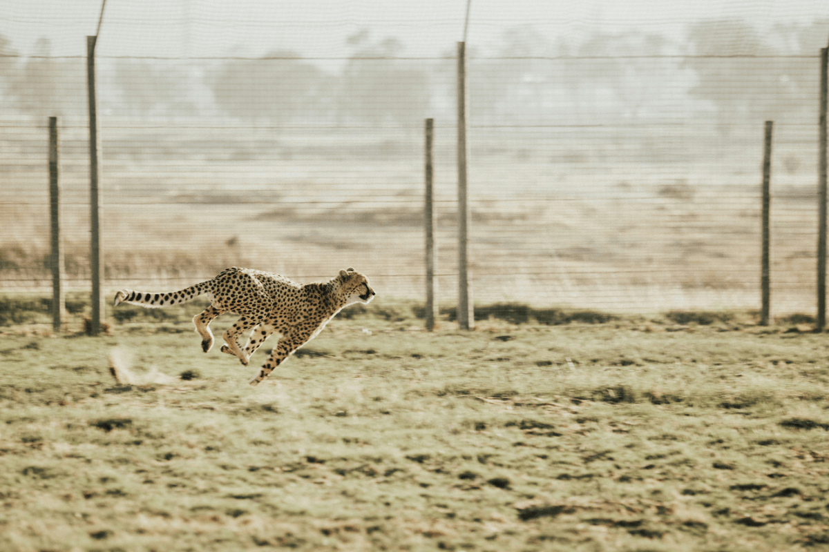 How Fast Can a Cheetah Run? The Secrets Behind Nature’s Fastest Runner ...