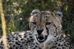 How Fast Can a Cheetah Run? The Secrets Behind Nature’s Fastest Runner ...