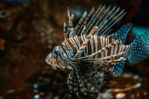 Poisonous vs Venomous: What's the Real Difference? - primalwildlife.com
