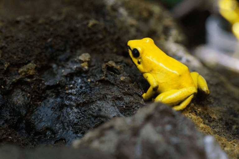 Poisonous vs Venomous: What's the Real Difference? - primalwildlife.com