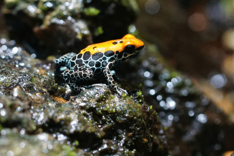 Poisonous vs Venomous: What's the Real Difference? - primalwildlife.com