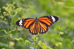 Poisonous vs Venomous: What's the Real Difference? - primalwildlife.com