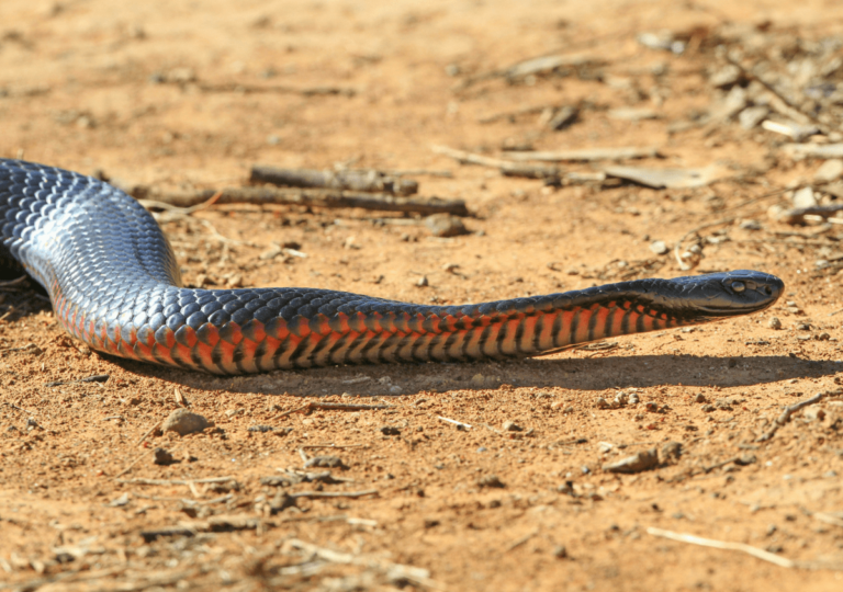 Poisonous vs Venomous: What's the Real Difference? - primalwildlife.com