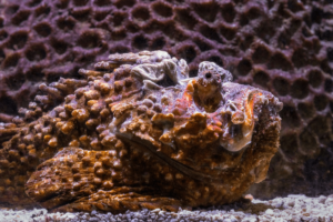 Poisonous vs Venomous: What's the Real Difference? - primalwildlife.com