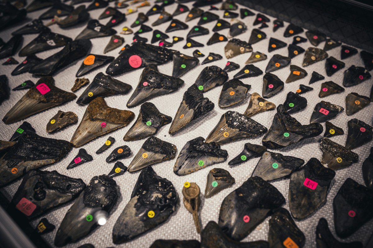 How Shark Teeth Regenerate Thousands in a Lifetime: The Secret to Their ...