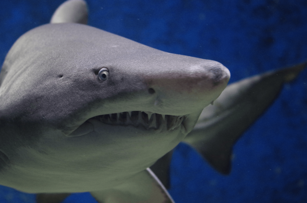 How Shark Teeth Regenerate Thousands in a Lifetime: The Secret to Their ...