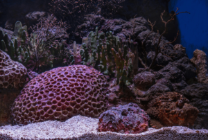 What Is a Stonefish? 10 Shocking Facts About the World’s Deadliest Fish ...