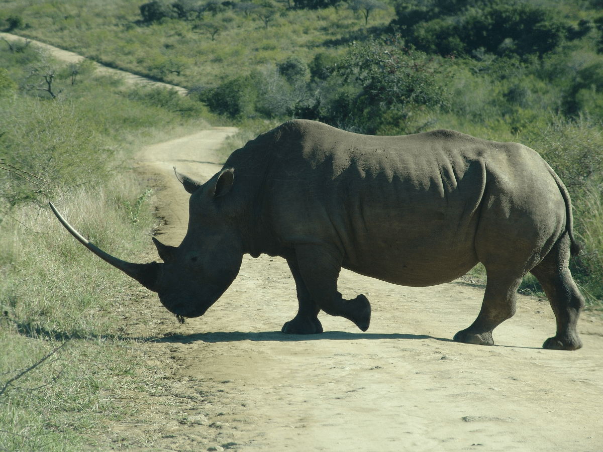 Understanding Animal Conservation Status: 7 Key Categories You Should ...