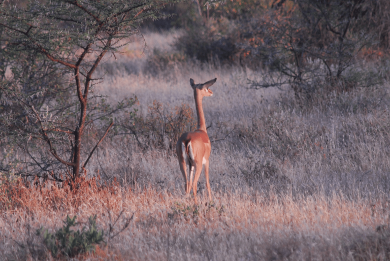 Top 10 Animals with Long Necks: Discover the Benefits and Drawbacks of ...