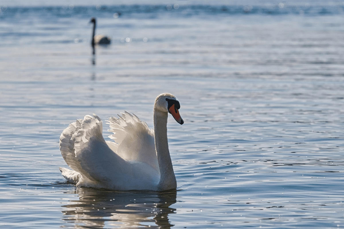 Top 10 Animals with Long Necks: Discover the Benefits and Drawbacks of ...