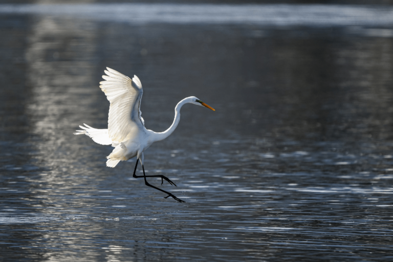 Top 10 Animals with Long Necks: Discover the Benefits and Drawbacks of ...