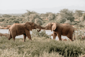 Understanding Elephant Memory: Exploring Their Extraordinary ...