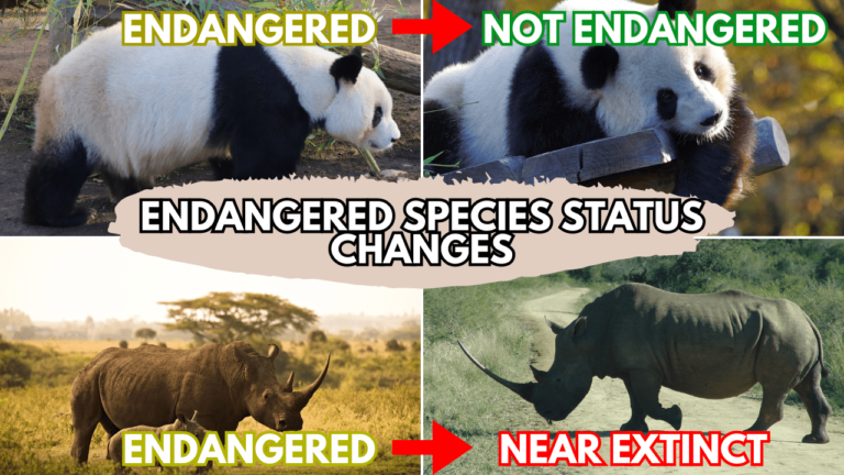 Conservation Status of Pandas 2024: From Endangered to Vulnerable ...