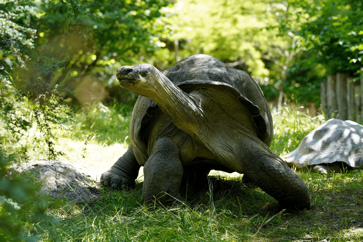 Animals Close to Extinction: 20 Critically Endangered Species Fighting ...