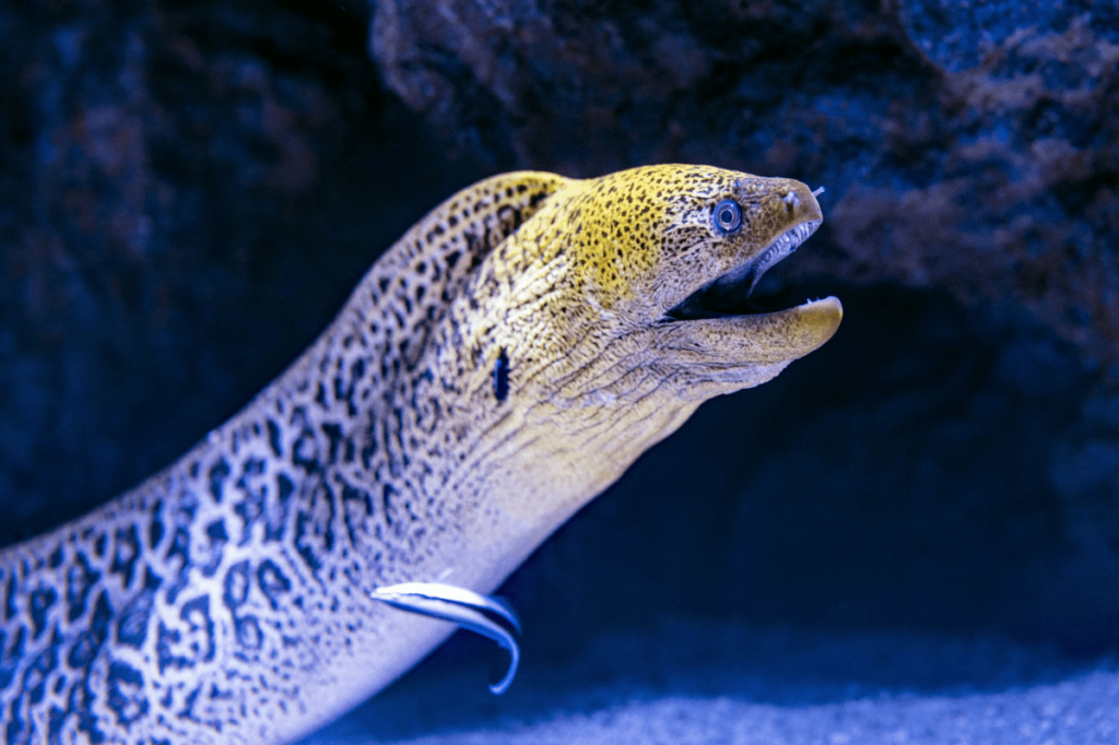 How Do Electric Eels Work? Discover the Science Behind Their Shocking ...