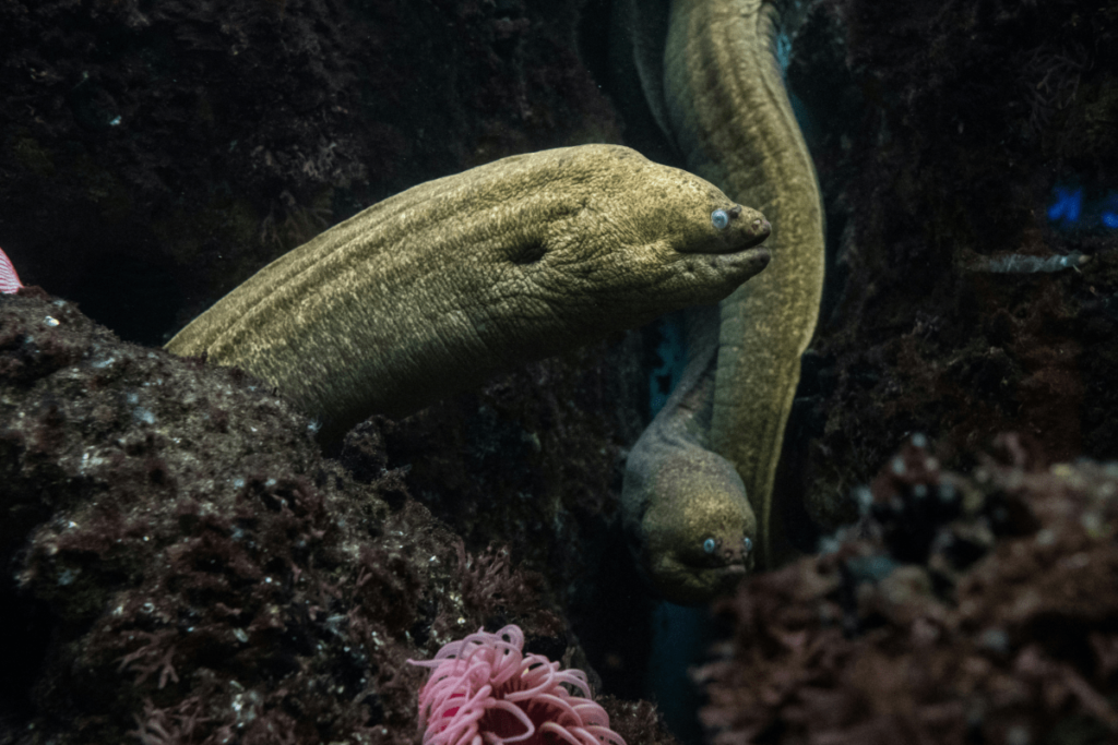 How Do Electric Eels Work? Discover the Science Behind Their Shocking ...