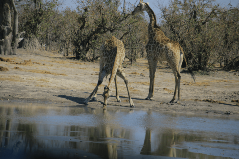 How Long Do Giraffes Sleep? How Does the Fear of Predators Affect Their ...