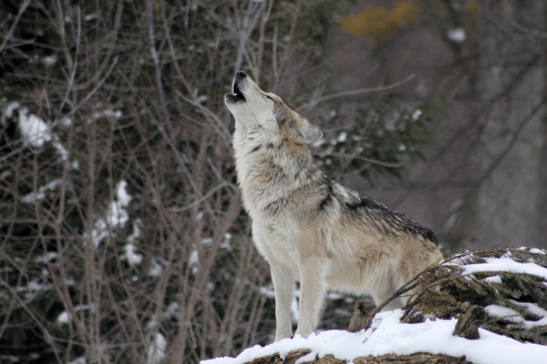 10 Remarkable Personality Traits of Wolves: Loyalty, Discipline, Social ...