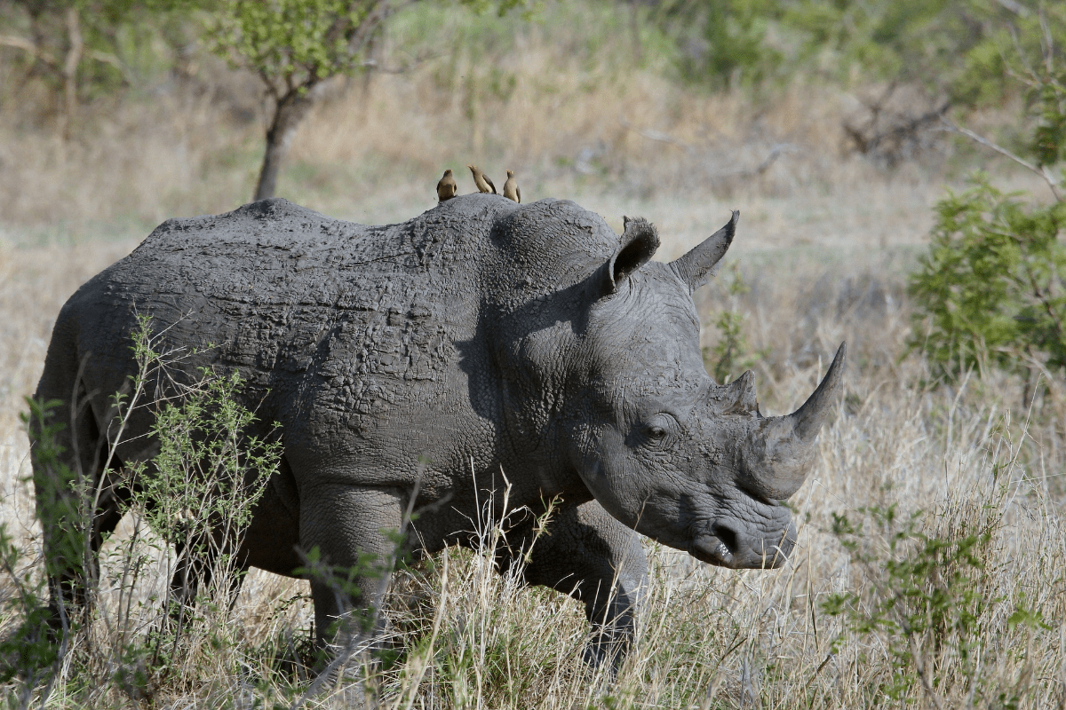 Rhino Skin: Nature’s Ultimate Armor – How It Protects and Adapts ...