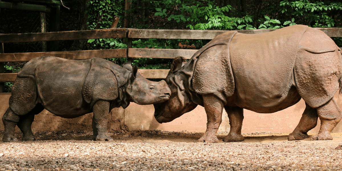 Rhino Skin: Nature’s Ultimate Armor – How It Protects and Adapts ...