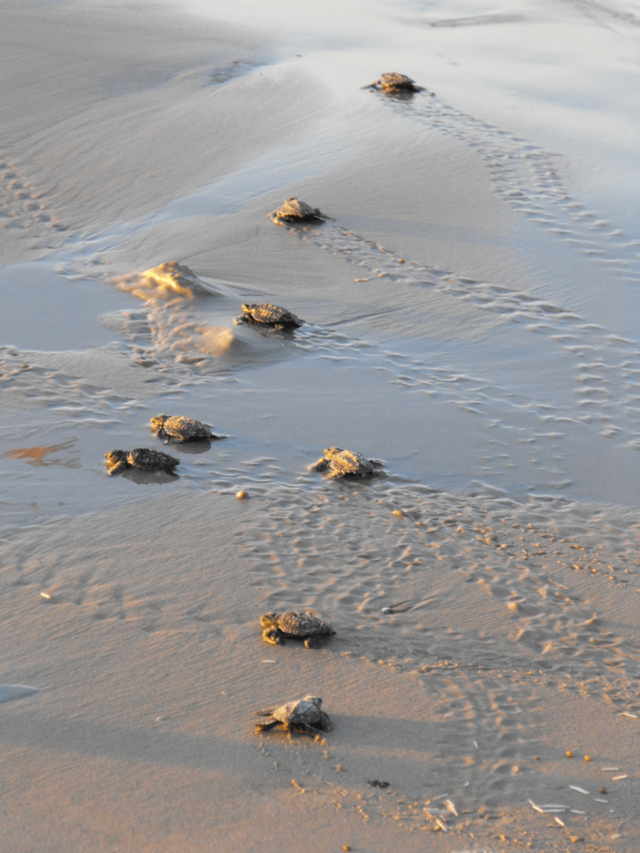 Mysteries of Sea Turtle Nesting: Why They Return to the Same Beach ...