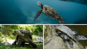 Turtle vs Tortoise vs Terrapin: 10 Differences for Easy Identification ...