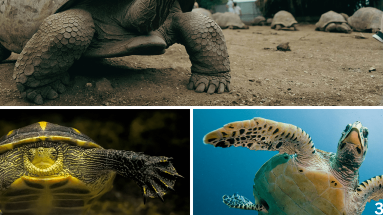 Turtle vs Tortoise vs Terrapin: 10 Differences for Easy Identification ...