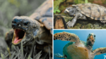 Turtle vs Tortoise vs Terrapin: 10 Differences for Easy Identification ...