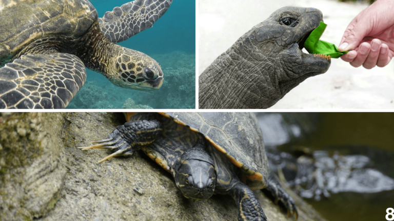 Turtle vs Tortoise vs Terrapin: 10 Differences for Easy Identification ...