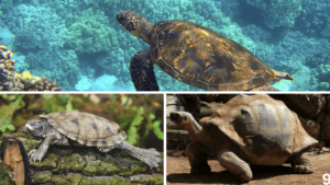 Turtle vs Tortoise vs Terrapin: 10 Differences for Easy Identification ...