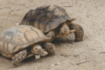 Turtle vs Tortoise vs Terrapin: 10 Differences for Easy Identification ...