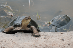 Turtle vs Tortoise vs Terrapin: 10 Differences for Easy Identification ...