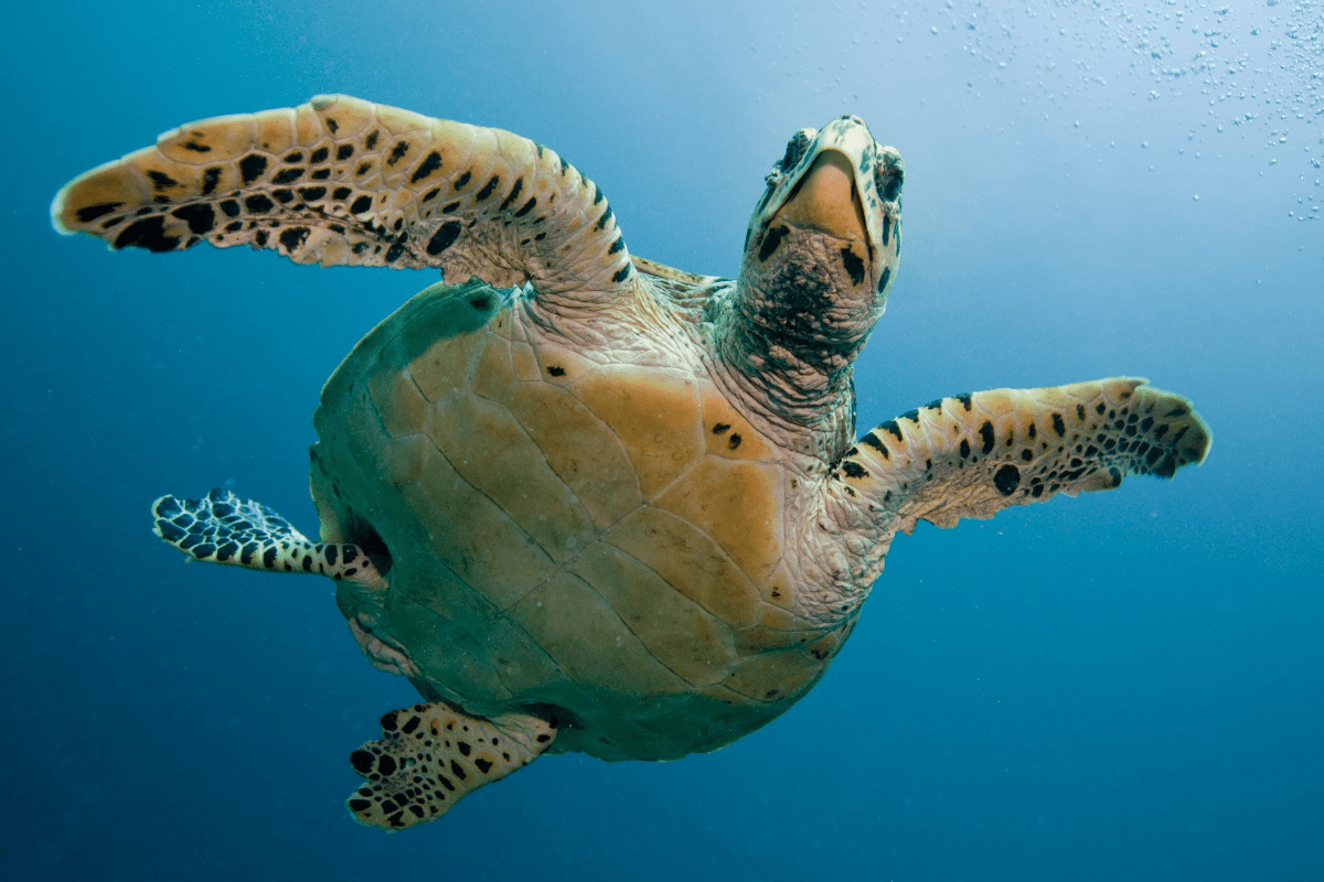 Turtle vs Tortoise vs Terrapin: 10 Differences for Easy Identification ...