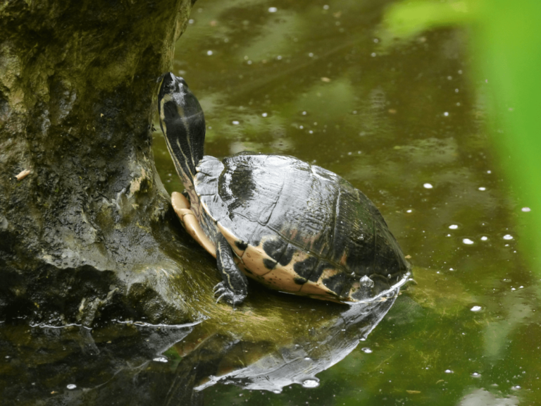 Turtle vs Tortoise vs Terrapin: 10 Differences for Easy Identification ...