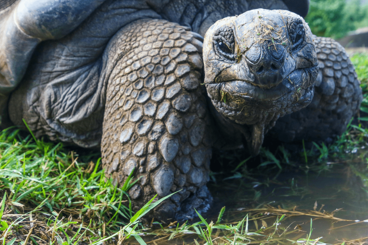 Turtle vs Tortoise vs Terrapin: 10 Differences for Easy Identification ...