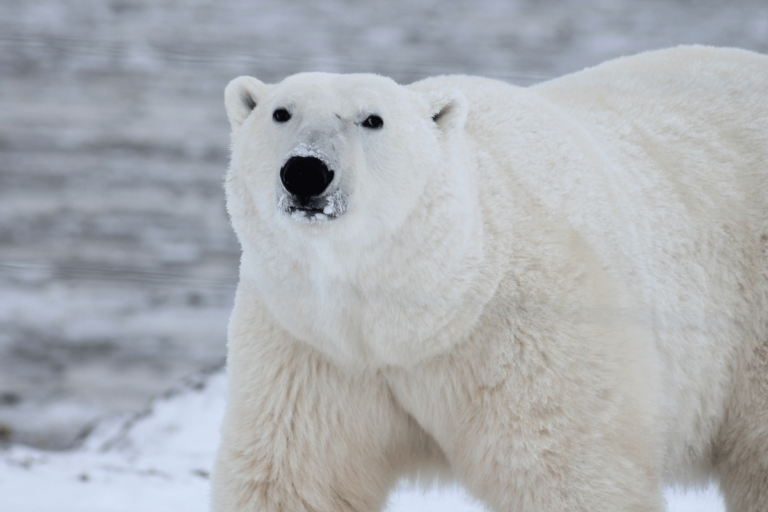 What Animal Has the Strongest Bite Force? Top 15 Animals with the ...