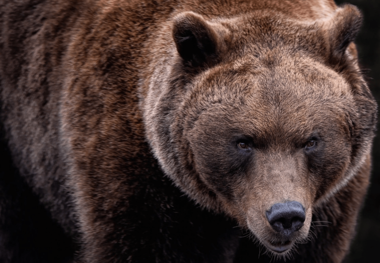 What Animal Has the Strongest Bite Force? Top 15 Animals with the ...